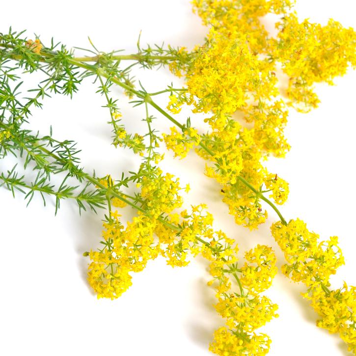 YELLOW SPRING BEDSTRAW En Soria Natural